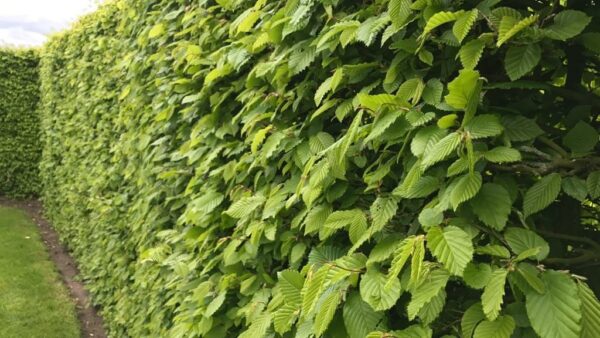 Hainbuche Carpinus Betulus kaufen - heckenpflanzen.de