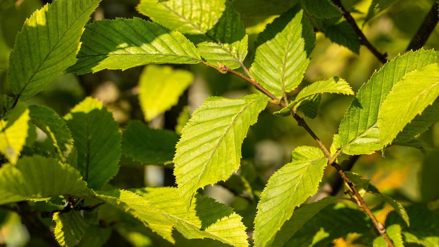 Hainbuche Carpinus Betulus kaufen - heckenpflanzen.de