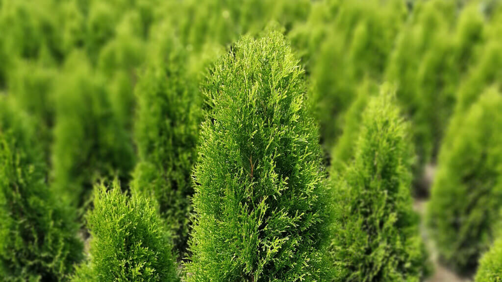 Lebensbäume (Thuja) kaufen - heckenpflanzen.de